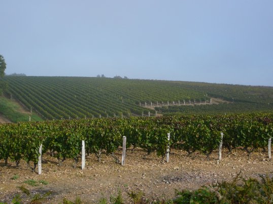 Vins Jasnieres Wines Sarthe