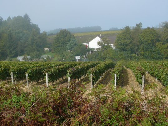 Vins Jasnieres Wines Sarthe